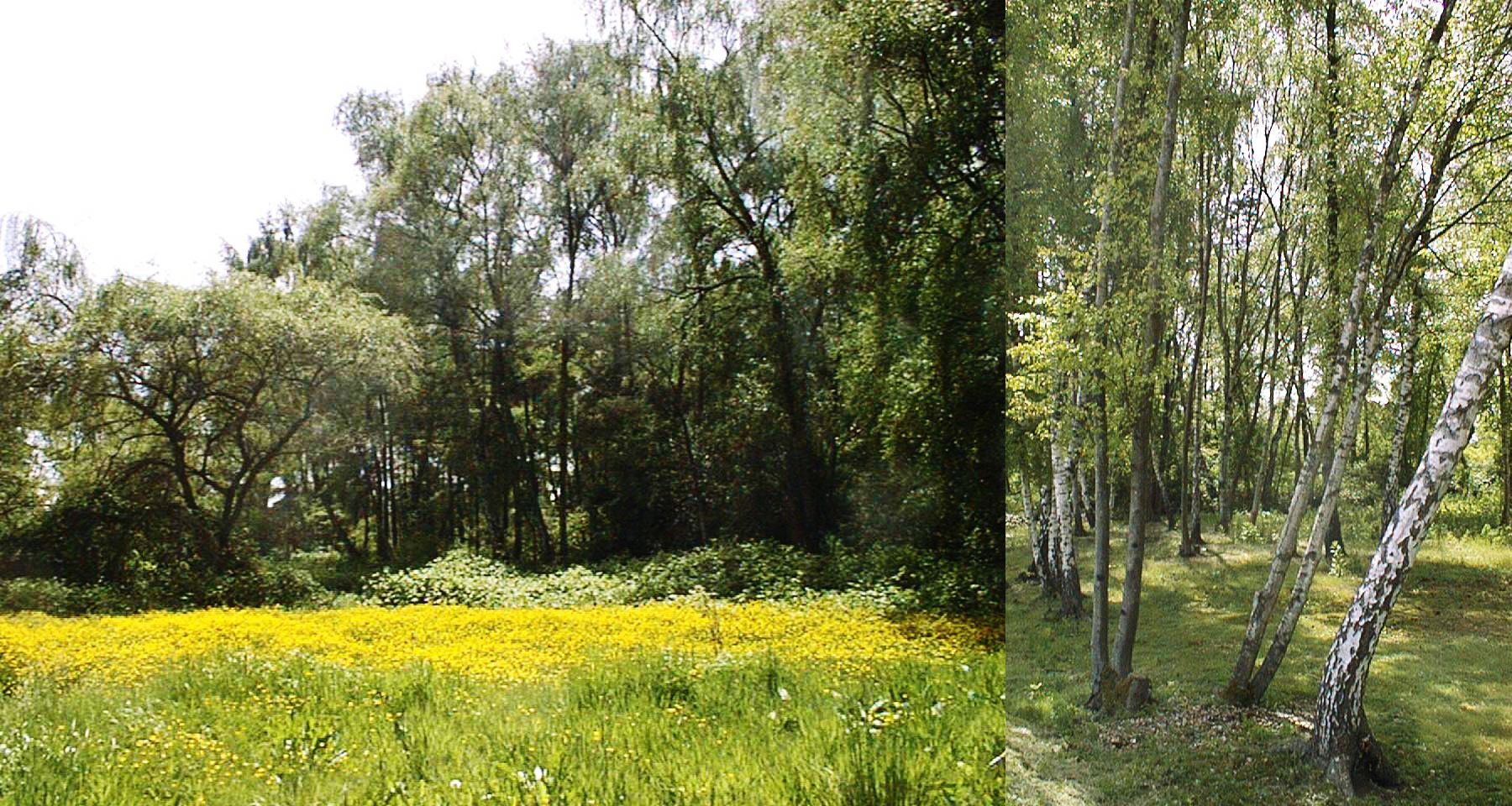 Existing landscape before construction