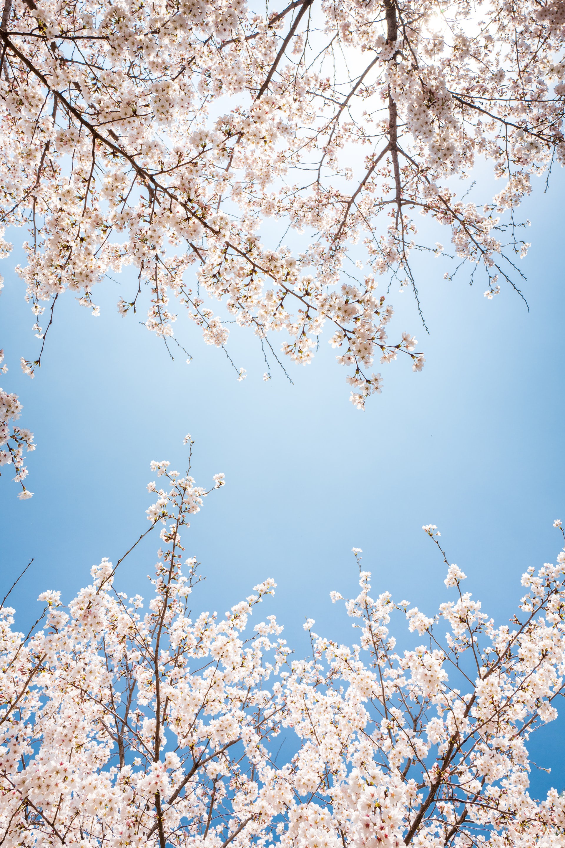 View through Cherry Trees towards blue skies - Photo on Unsplash